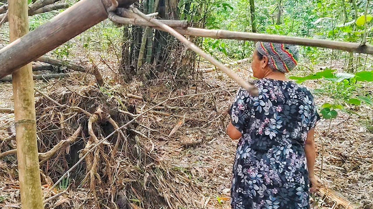 Cari jamur barat & jamur Trucuk di bawah pohon bambu, apakah dapat kira ...