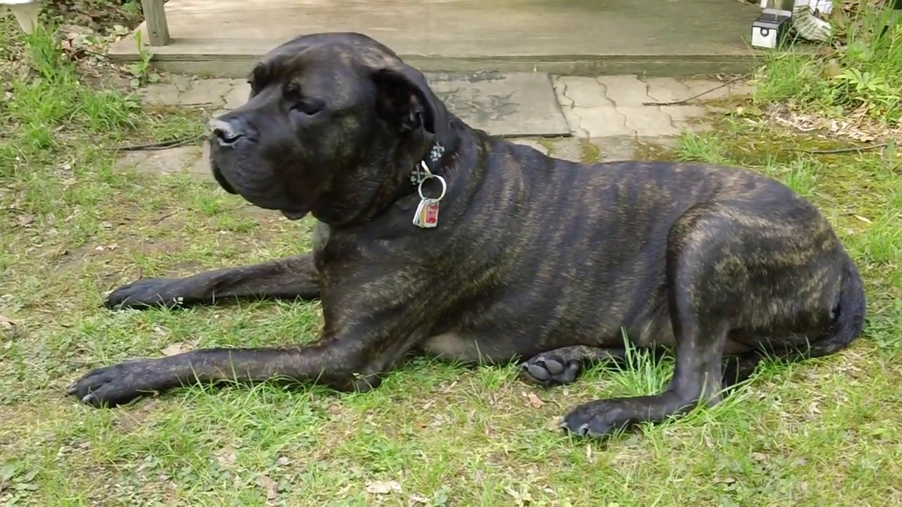 Cane Corso - YouTube