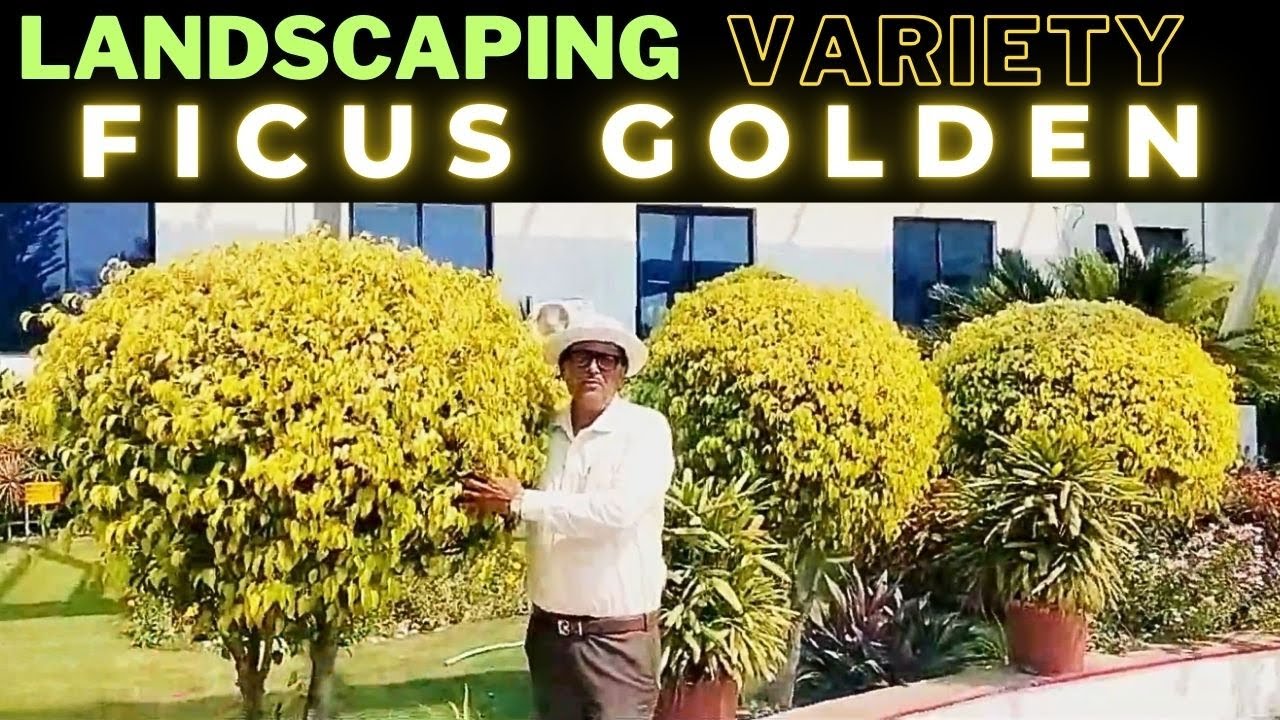 FICUS GOLDEN -BEAUTIFUL LANDSCAPING VARIETY - YouTube