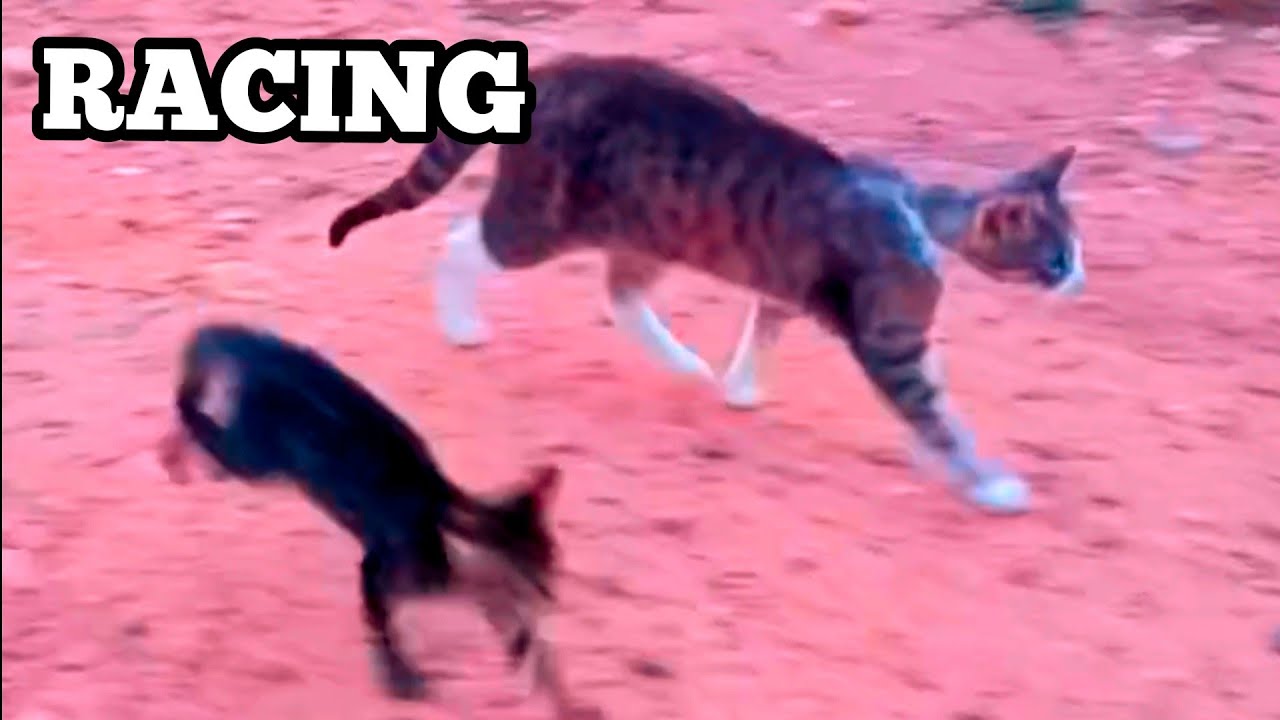 Cat racing her Kitten - YouTube