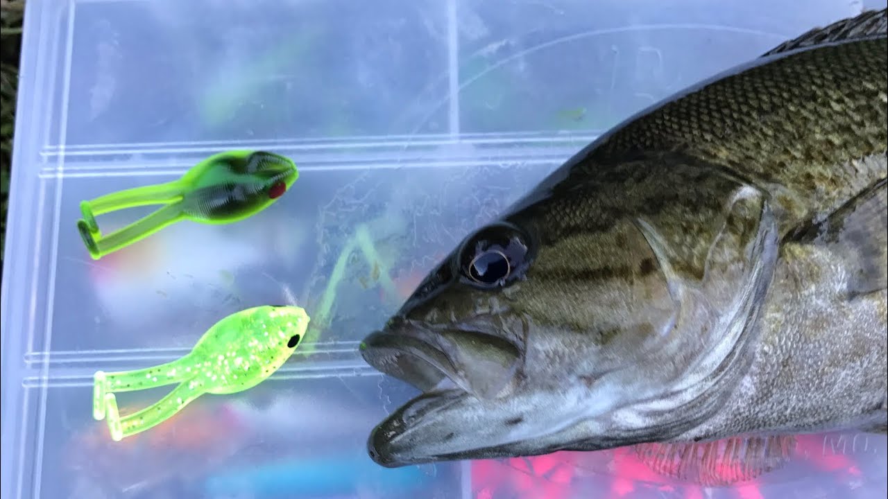SLAYING Smallmouth Bass w/ MICRO FROGS and The LUCK of The IRISH! - YouTube