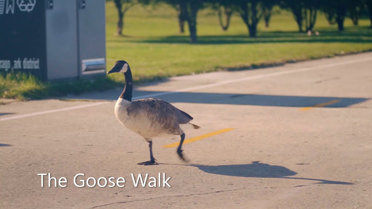 The goose walk 鵝要散步去 - piano improvisation exercise in E Major - YouTube