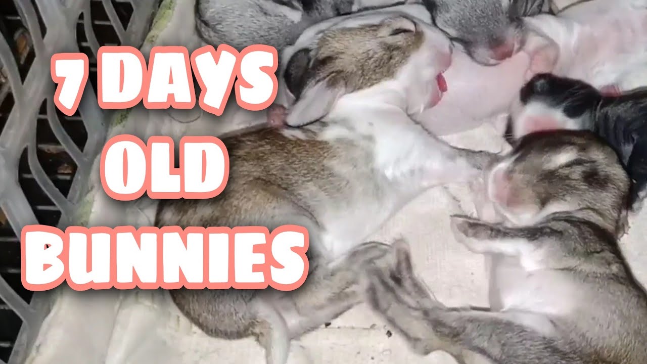 Cute Baby Bunnies 7 Days Old-Rabbit Farming, Facts and Care - YouTube