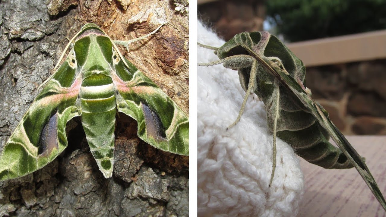 Beautiful Oleander Hawk Moth with Camouflage, Close Up & Side Views ...