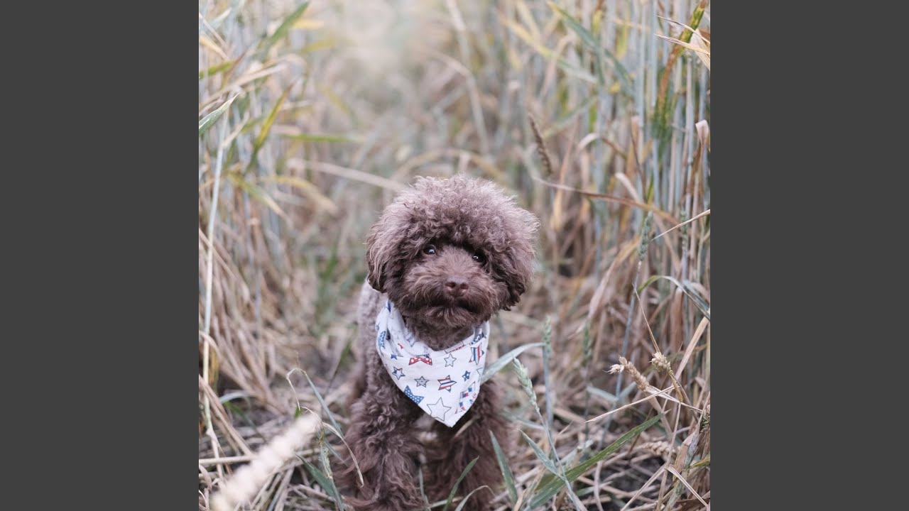 Easy Moods for Friendly Dogs Playing - YouTube