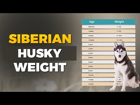 Siberian Husky Weight Chart by Age, Height in KG & Ib #siberianhusky ...