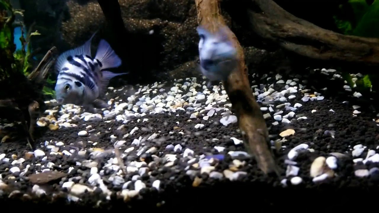 Tiger Parrot - Blue Arowana Hatyai ,Thailand. - YouTube