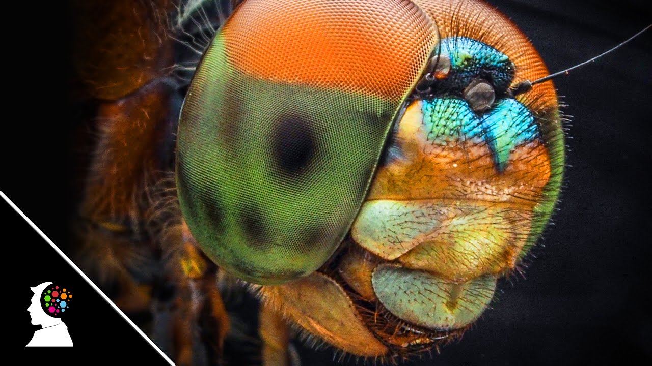 Dragonfly Facts Mini Documentary | Exploring Dragonflies Science - YouTube