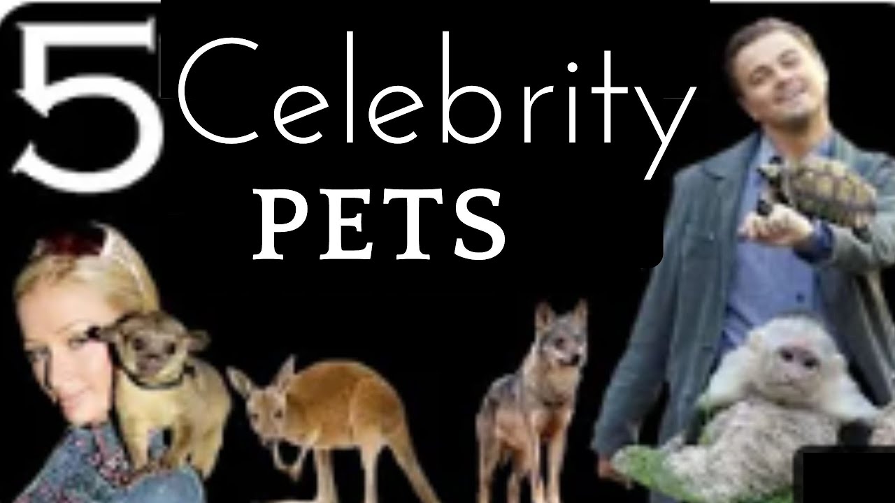 MILLIONAIRE CELEBRITY PETS - YouTube
