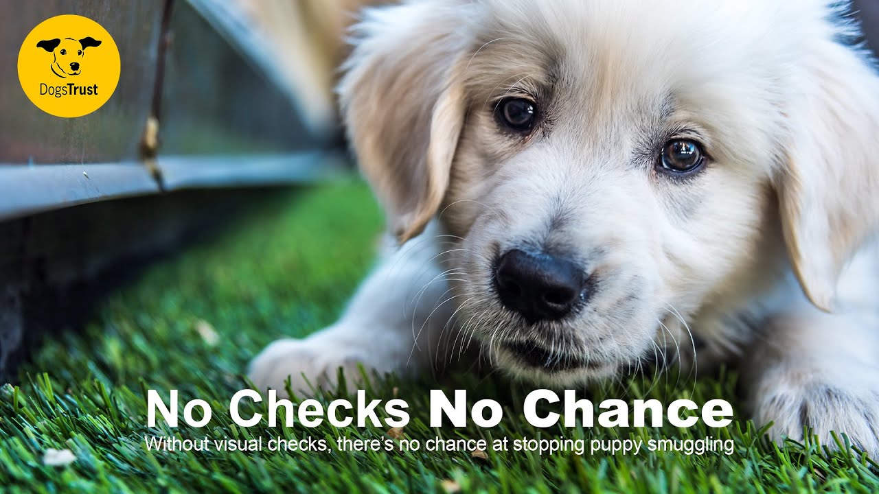 Puppy smuggling can't end without visual checks 💔🐕 | Dogs Trust - YouTube