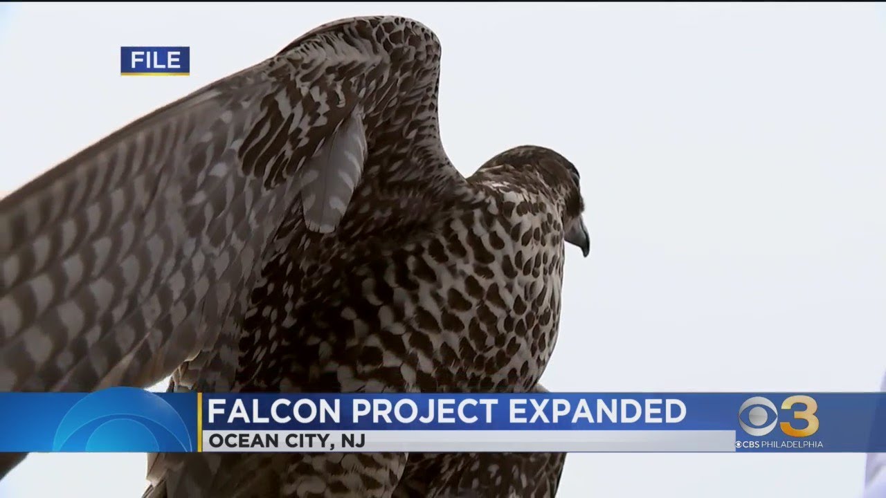 Falcon project expanded in New Jersey - YouTube
