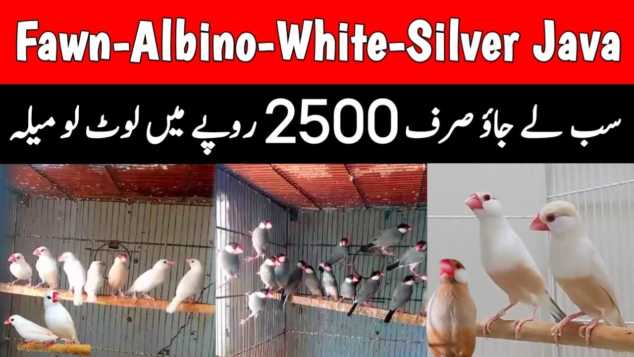 Albino Java - Fawn Java - White Java Looking For New Shelter | Java ...