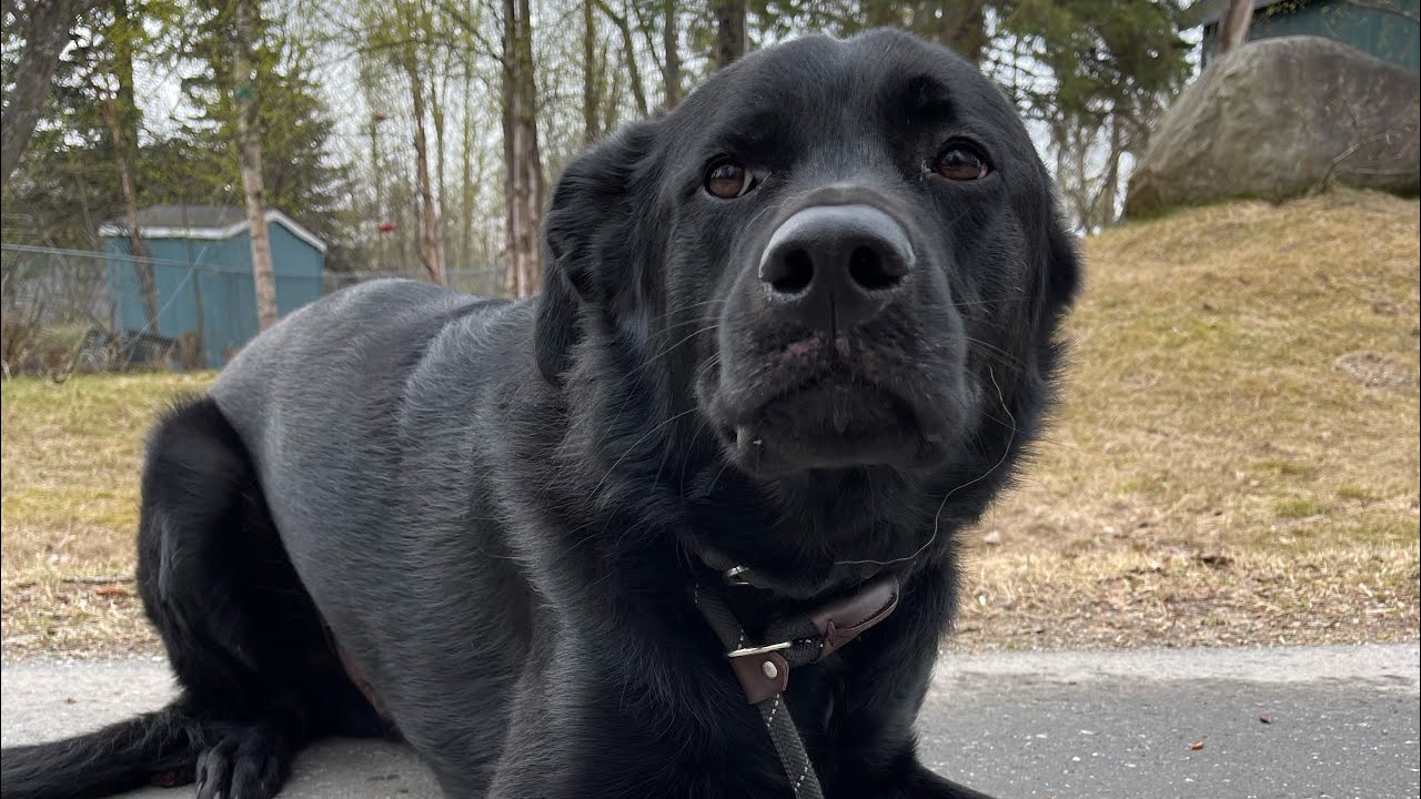 OLK9 AK | 2 Y. O. German-Lab mix Bingo masters obedience with fun 2 ...