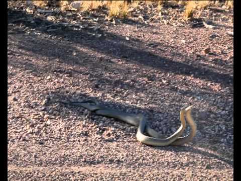 Eastern brown snakes mating - YouTube