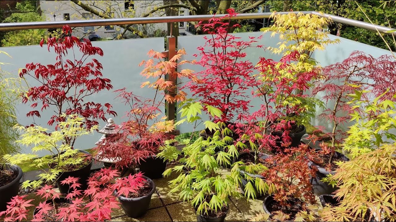 Japanese Maples - Spring Color Peak on my Balcony, April 27 '24 - YouTube
