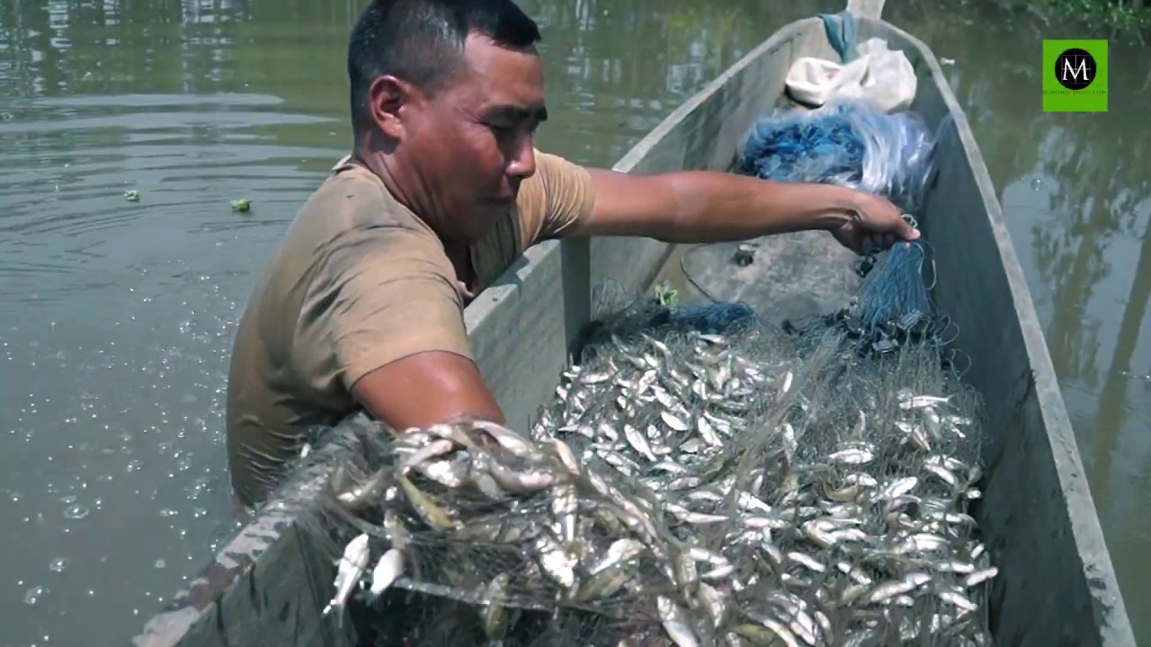 Wonderful fish catch at Manipur - YouTube