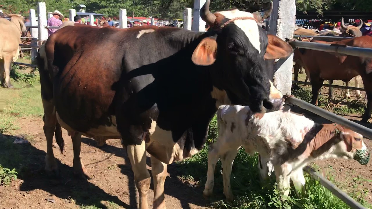 Novillas preñadas y sus precios era de 8.75 y precios de vaca lechera ...