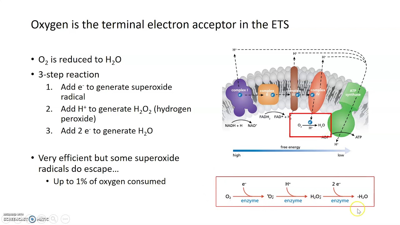 Generation of Reactive Oxygen Species (ROS) - YouTube