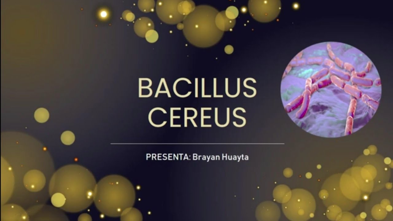 Bacillus Cereus - YouTube