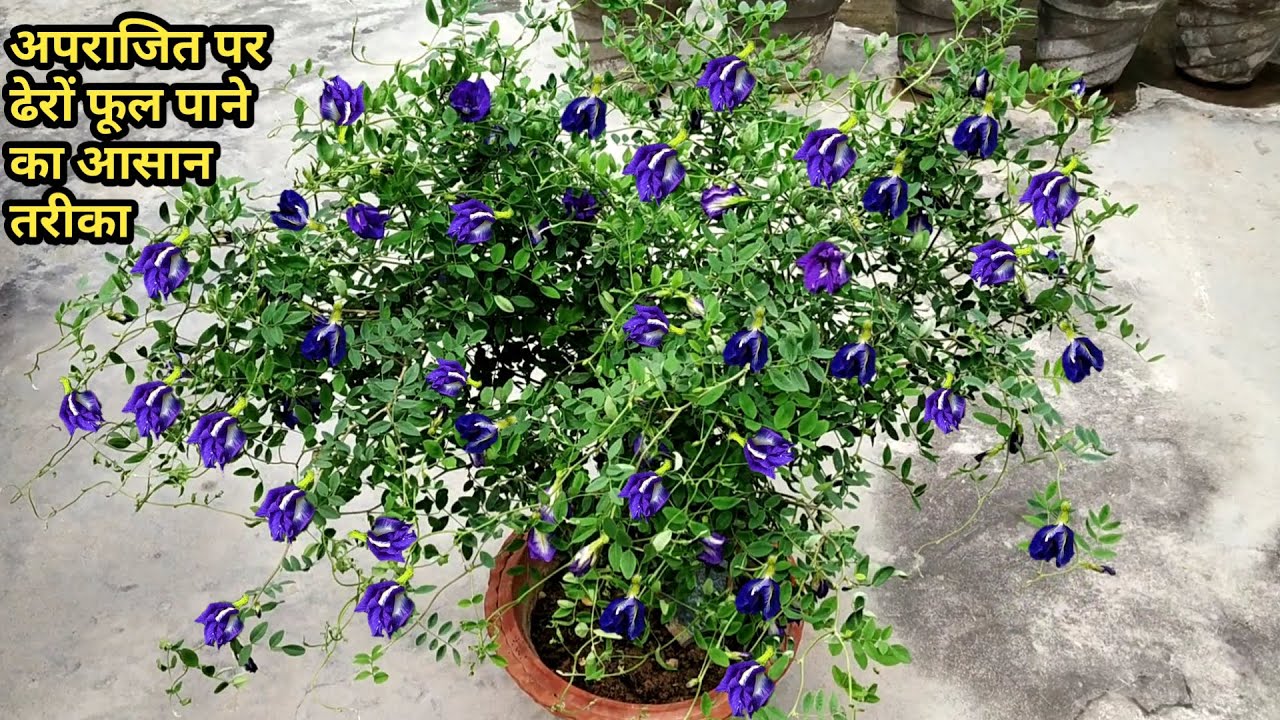 अपराजिता पर अधिक फूल पाने का तरीका/Aprajita/Clitoria terntea plant care ...