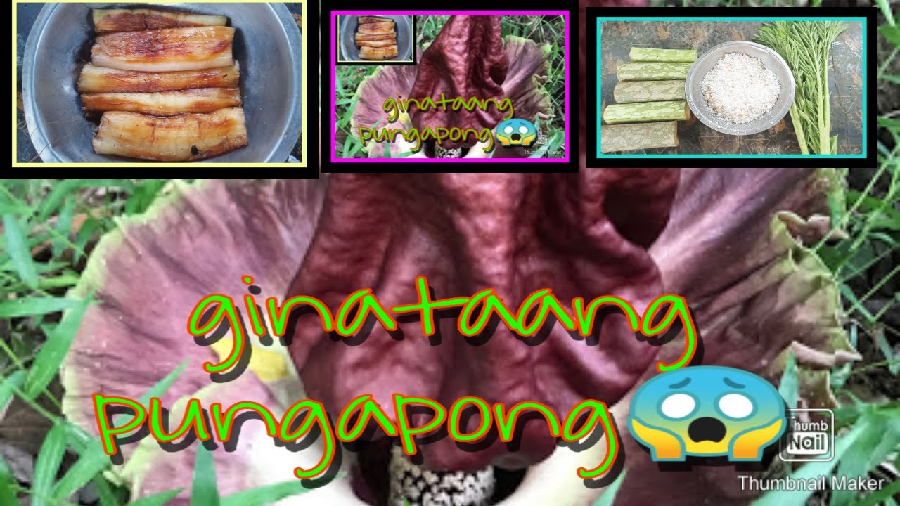Pungapong catch and cook | ginataan | kalitar vlog - YouTube