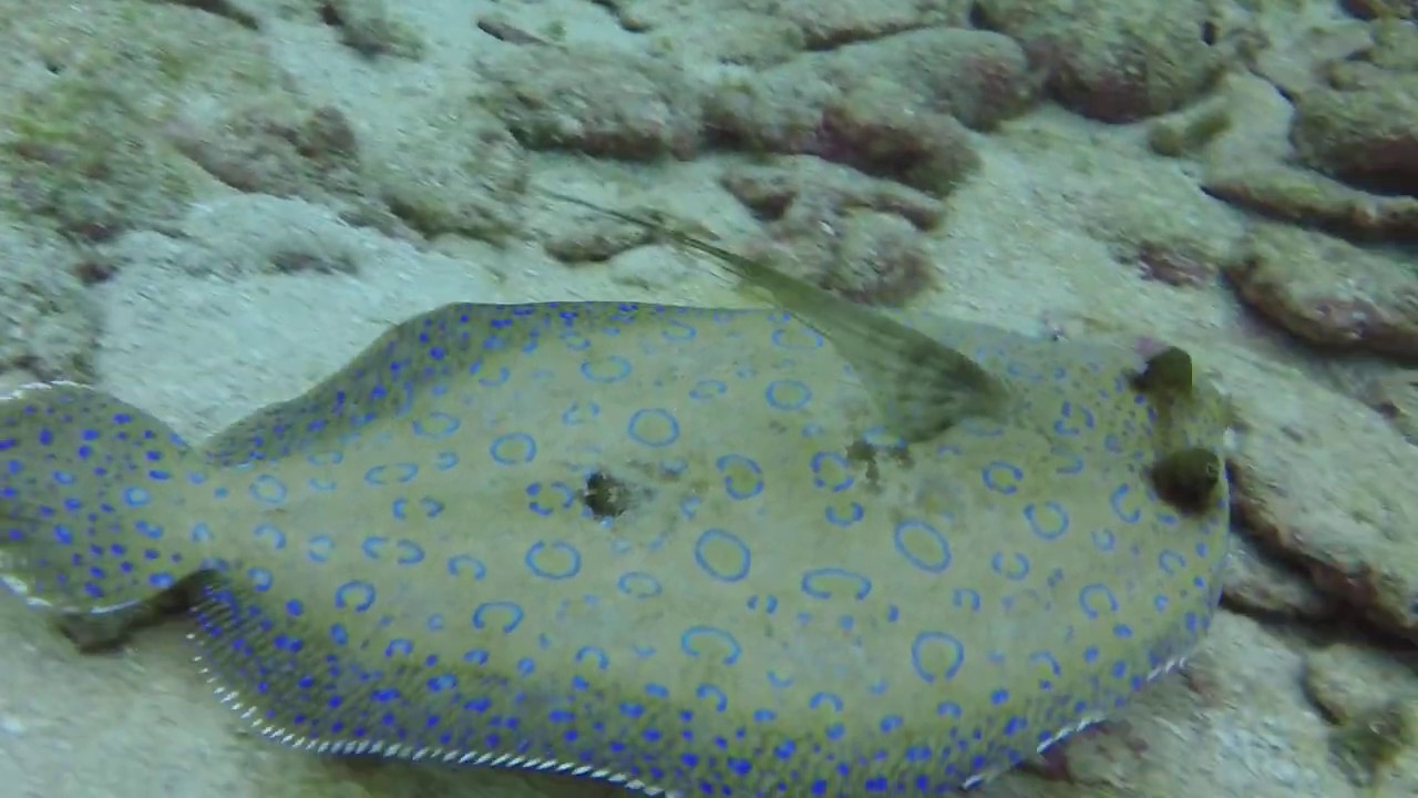 Flounder, Blue Channel Roatan 2020 - YouTube