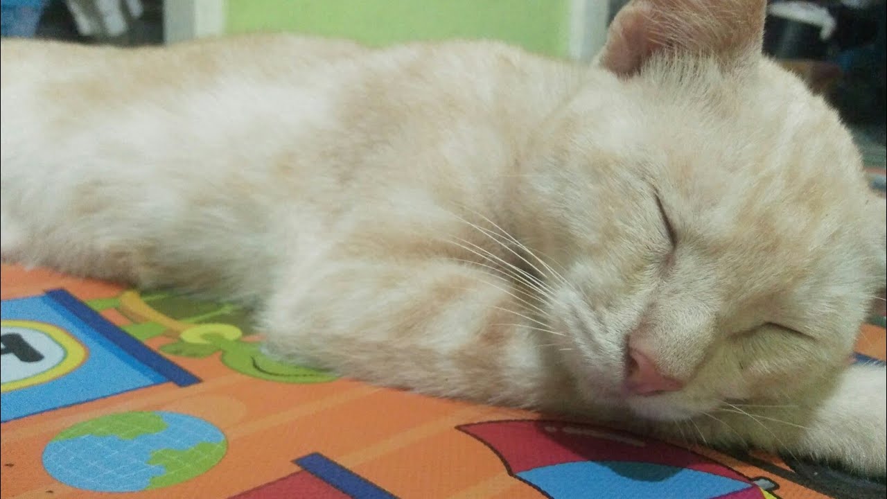 kucing pemangsa ceker || ASMR chiken leg || kitten lucu || cute cat ...