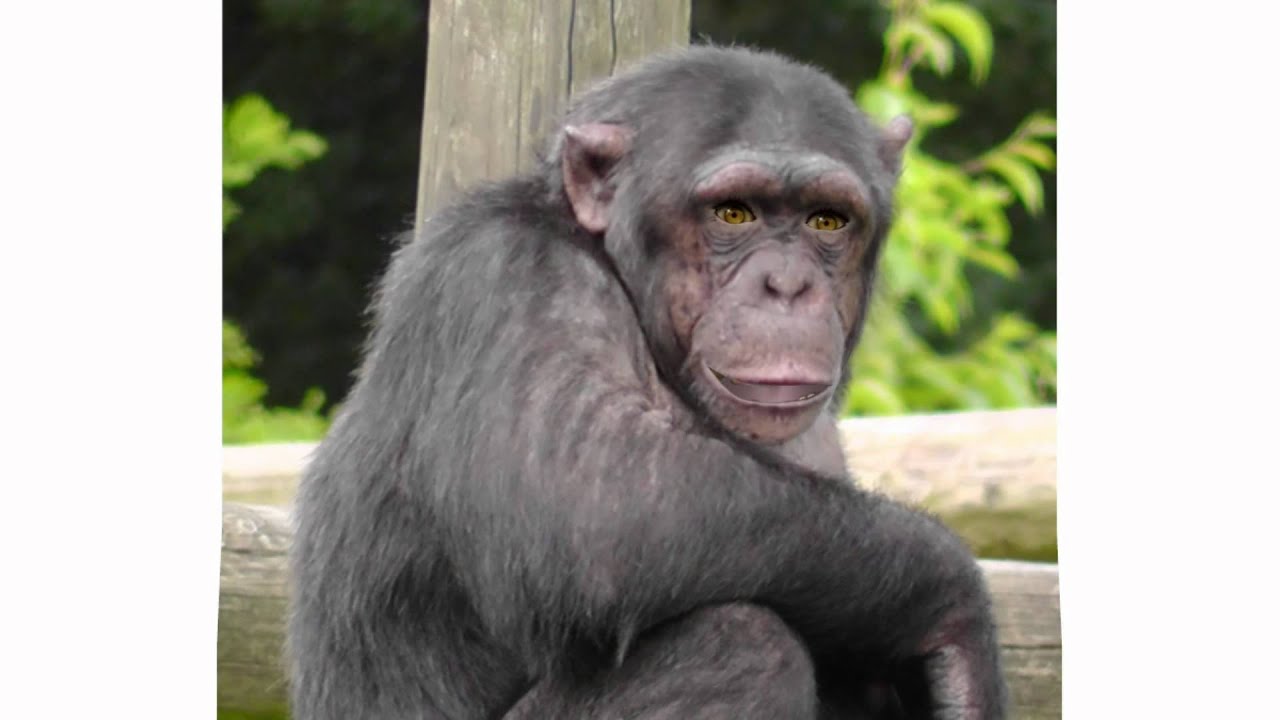 Monkeys Postman Joke - YouTube