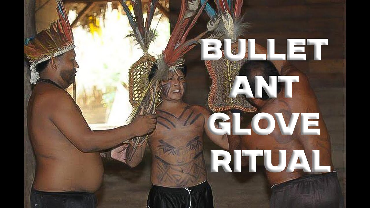 Bullet Ant Glove Ritual - YouTube