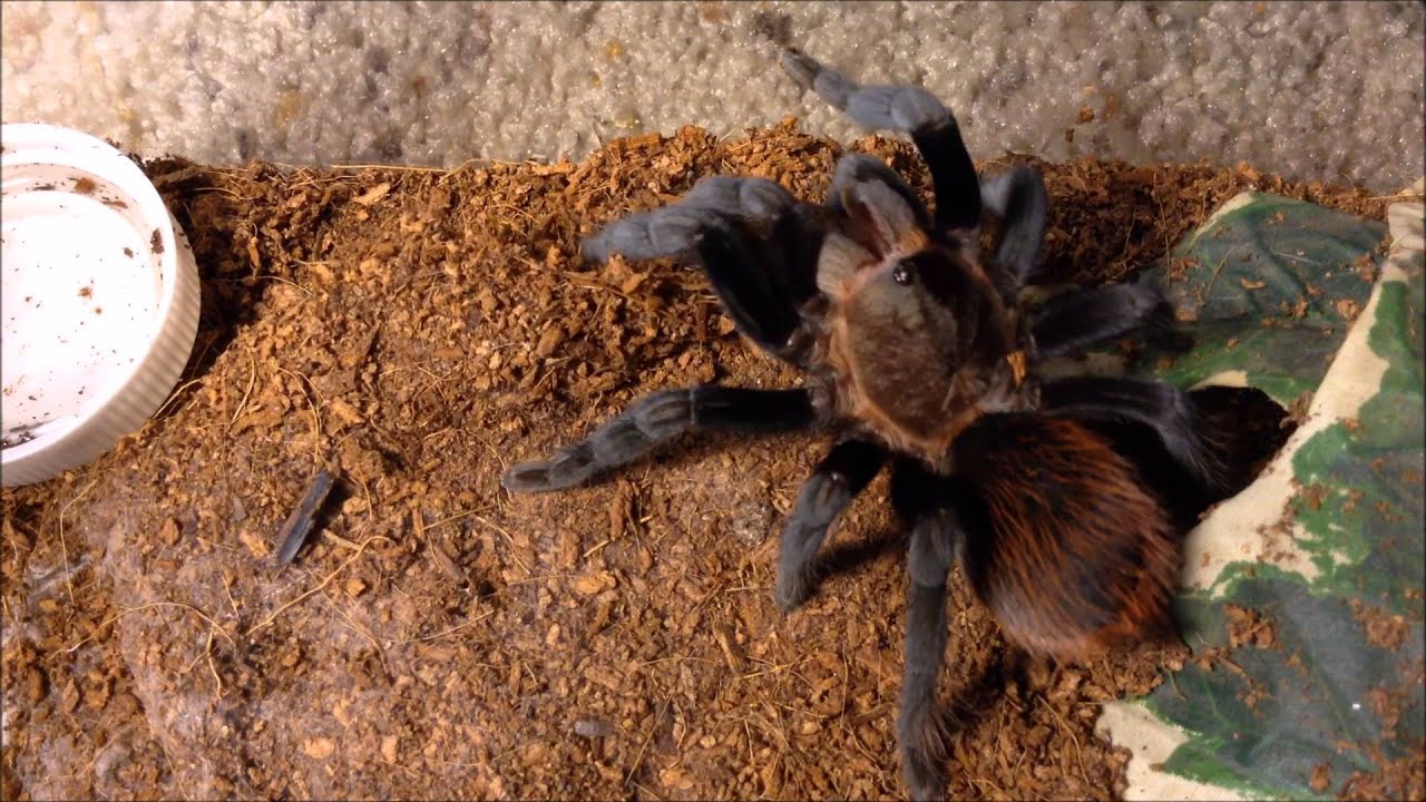 Tarantula Feeding video #11 - YouTube