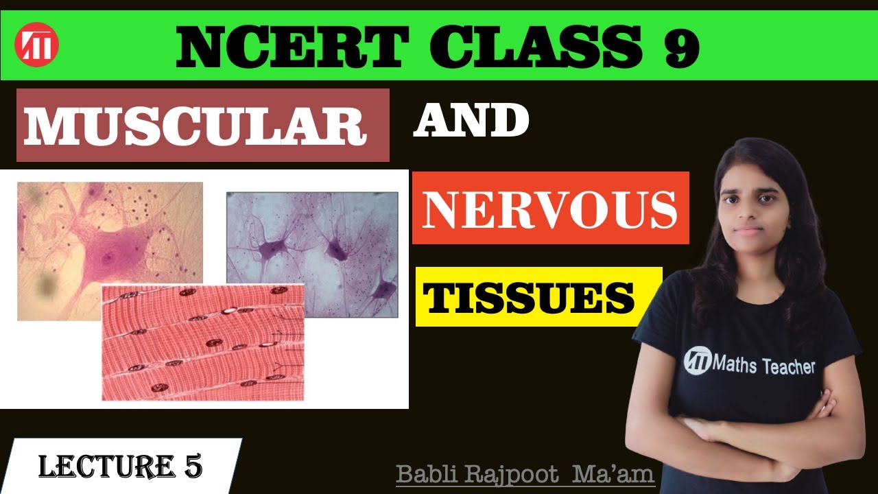 Muscular and Nervous Tissues | Tissue | Chapter 6 Class 9 Biology ...