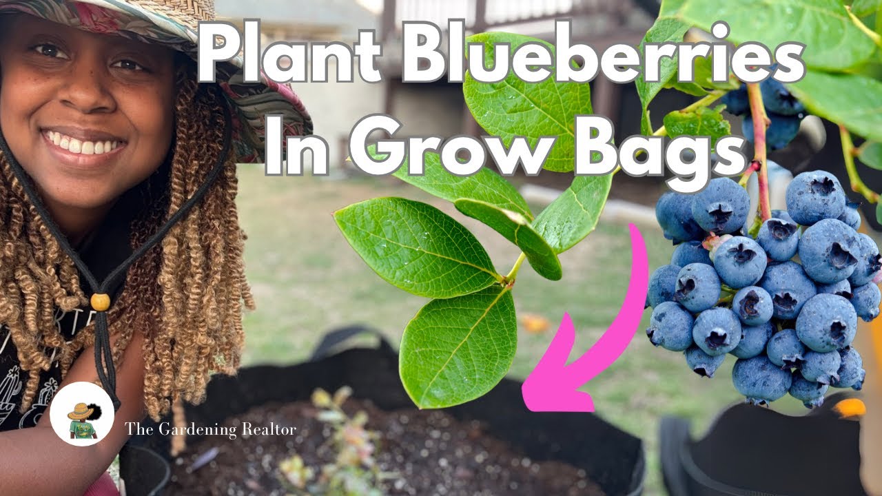 How to Plant Blueberry Bushes in Grow Bags | Best Soil, Fertilizer ...