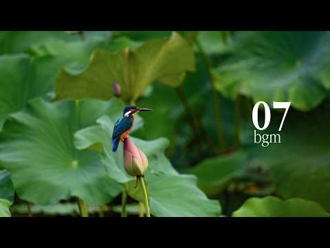 BGM 07 - Lotus - Calming Relaxing Guitar Background Music for Deep Meditation, Rest & Studying