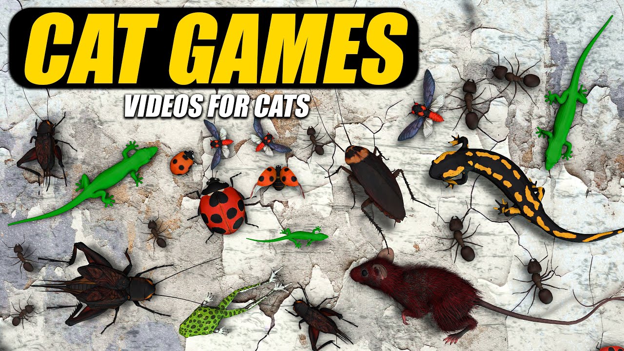 Cat Games - Cockroach Hunting Catching For Cats - Lizard Creeps Glides ...