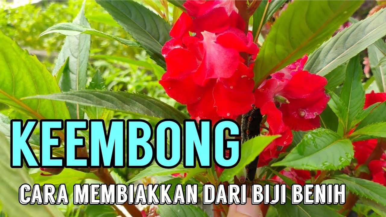 BUNGA KEEMBONG. Impatiens balsamina - YouTube