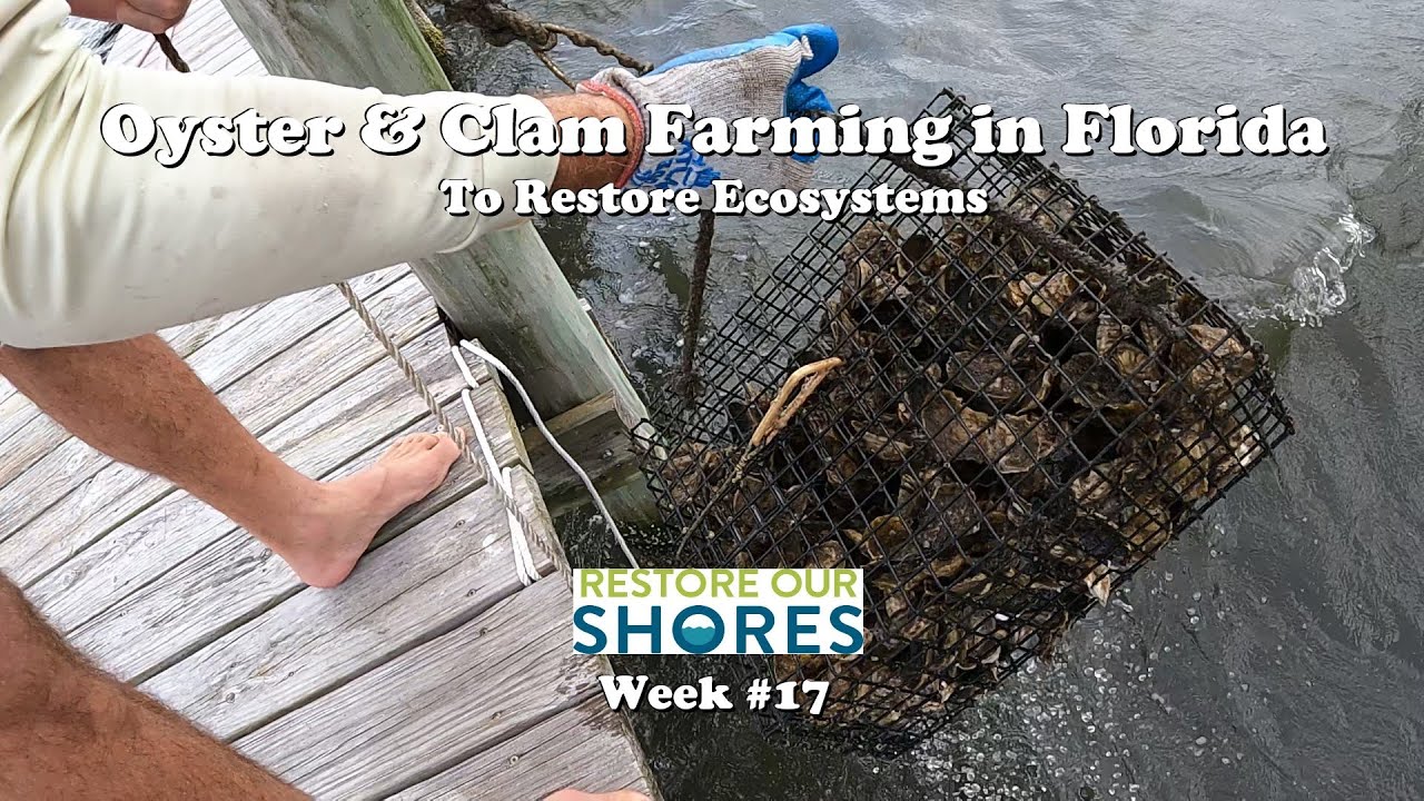 Oyster and Clam Farming in Florida to Restore Ecosystems | Week 17 ...
