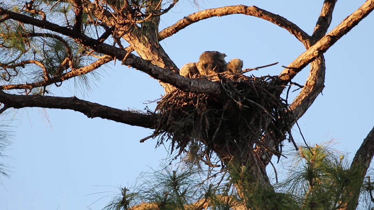 Hungry owls.... - YouTube