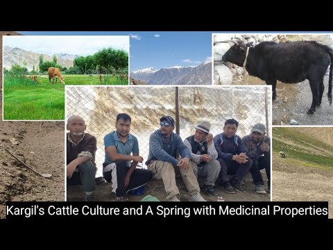 Life With Cattle in Kargil || Villagers Demand Acess to Medicinal ...