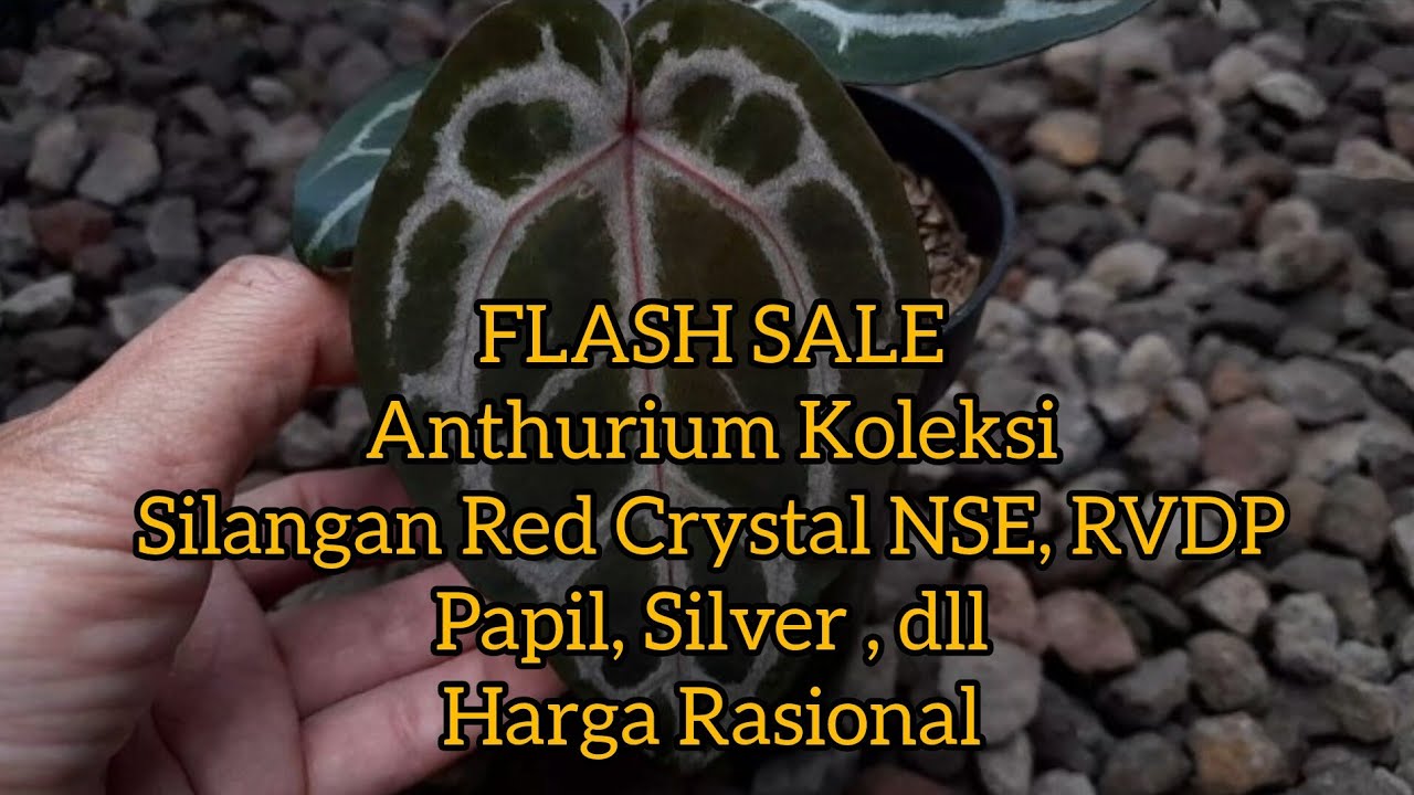 FLASH SALE June 23, 2025 Anthurium Collection has Red Crystal NSE Cross ...