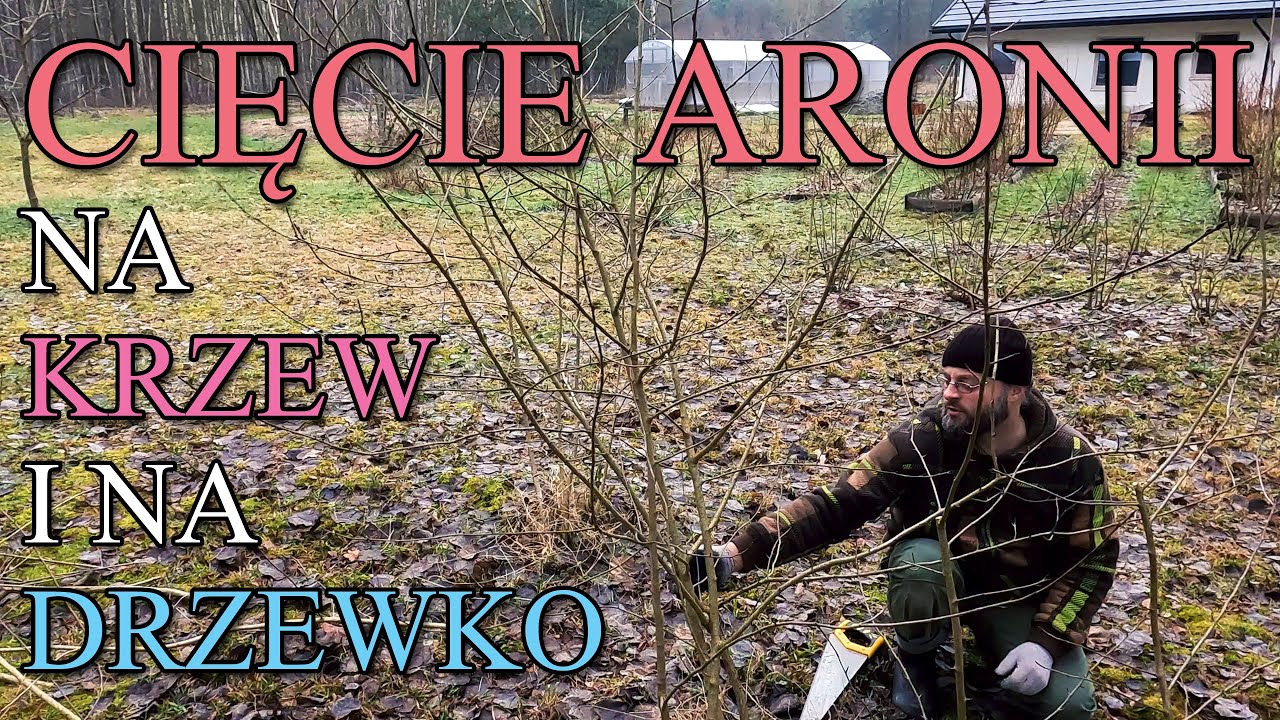 Cięcie aronii na krzew i drzewko - YouTube