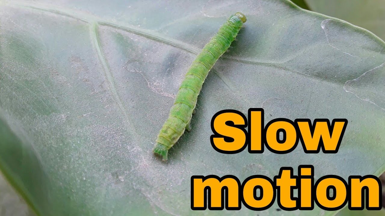 Caterpillar movement slow motion - YouTube