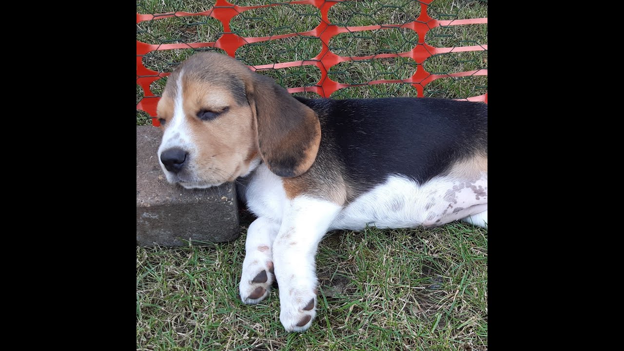7 Week Old Beagle Puppies Sleep After Playing. - YouTube