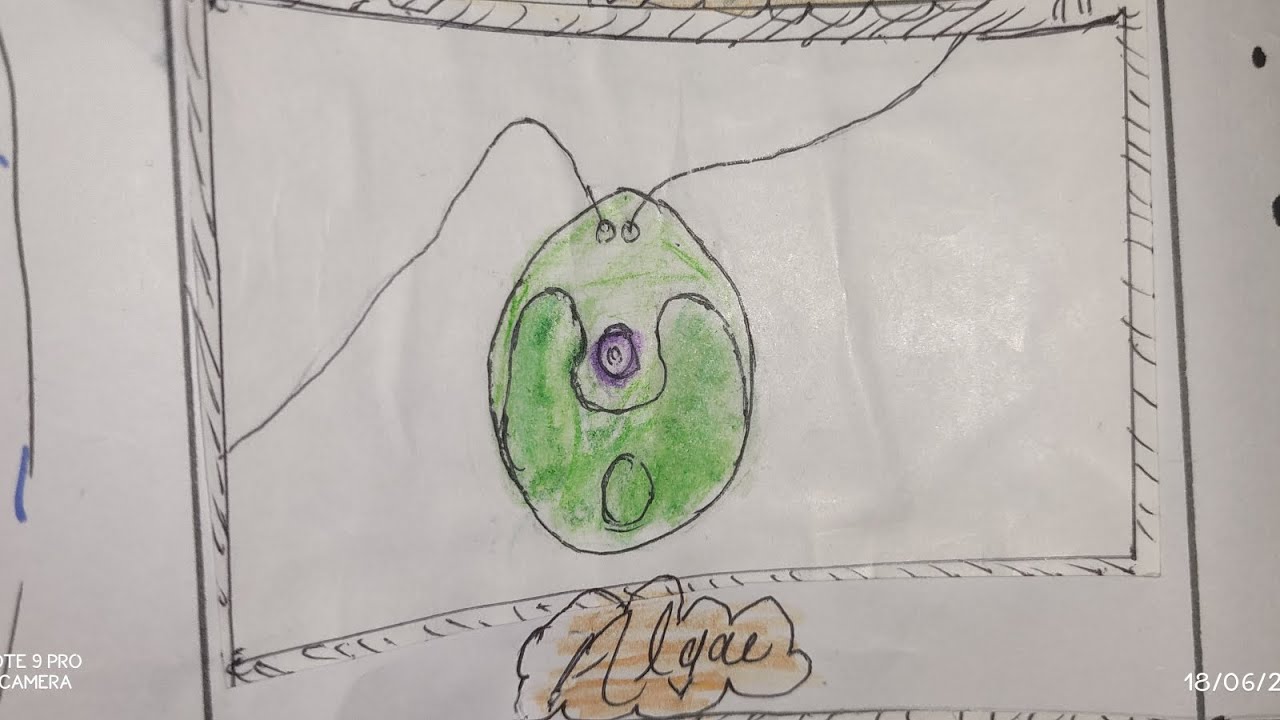 Very easy Algae drawing. #science - YouTube