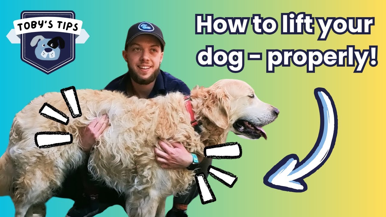Toby's Tips: How to lift your dog properly! - YouTube