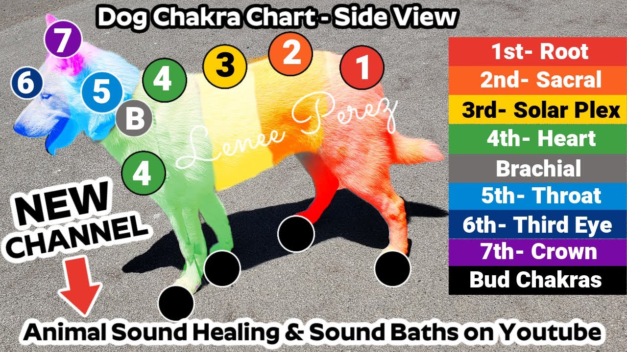 Dog Chakras Chart | Announcing My NEW Animal Channel - YouTube