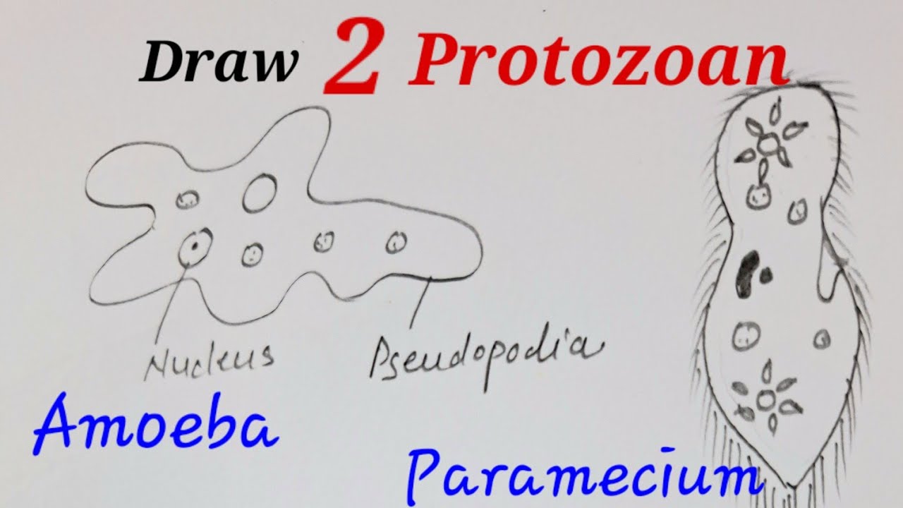 Protozoa drawing easy for kids, Draw amoeba easy,Draw paramecium easy ...