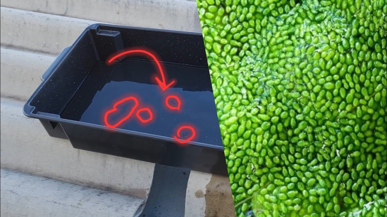 1 Experimento reprodução de Wolffia - YouTube