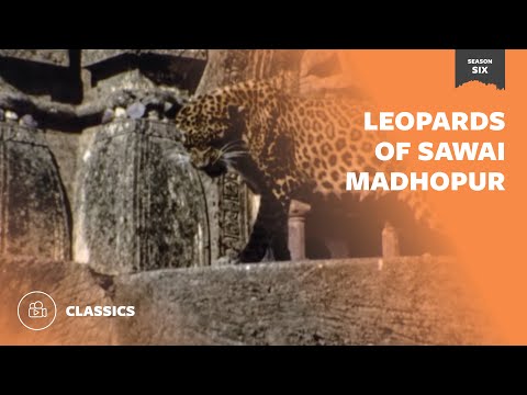 Leopards of Sawai Madhopur | Mutual of Omaha's Wild Kingdom