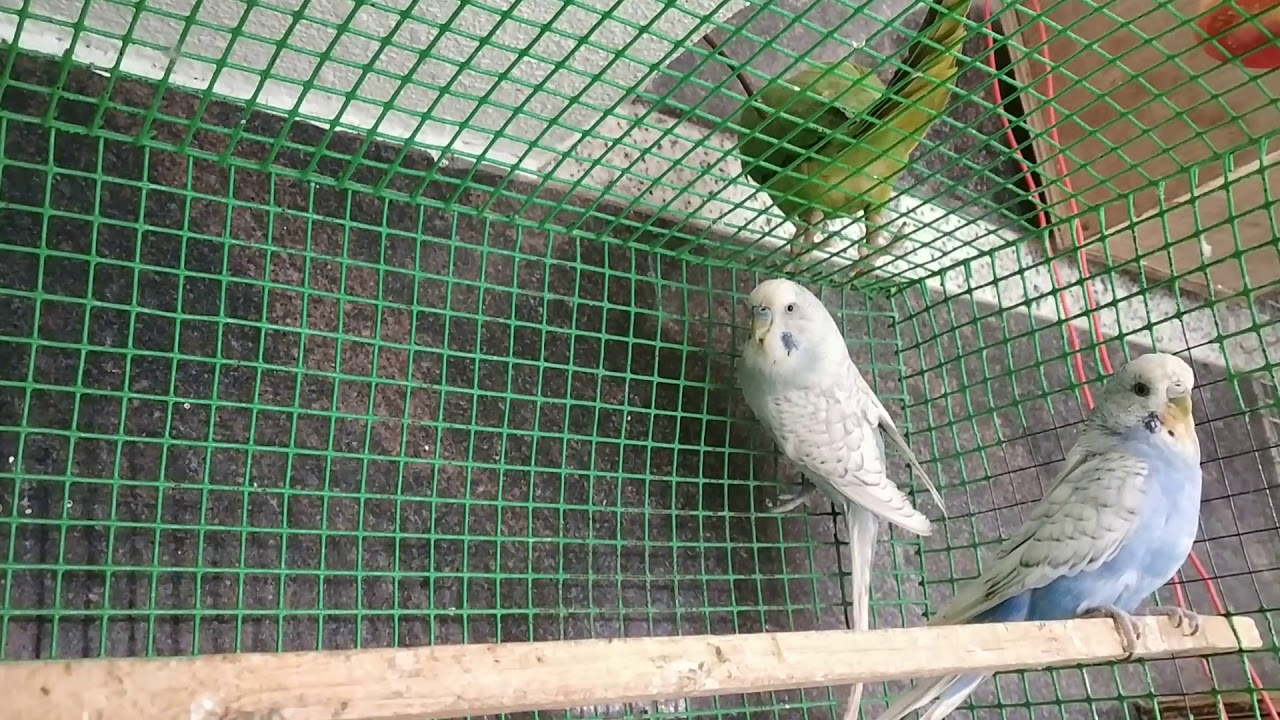 Show budgies spangle breeding pair - YouTube