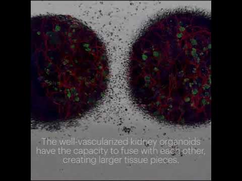 Kidney Organiods: Flow-Enhanced Vascularization and Maturation In Vitro - YouTube